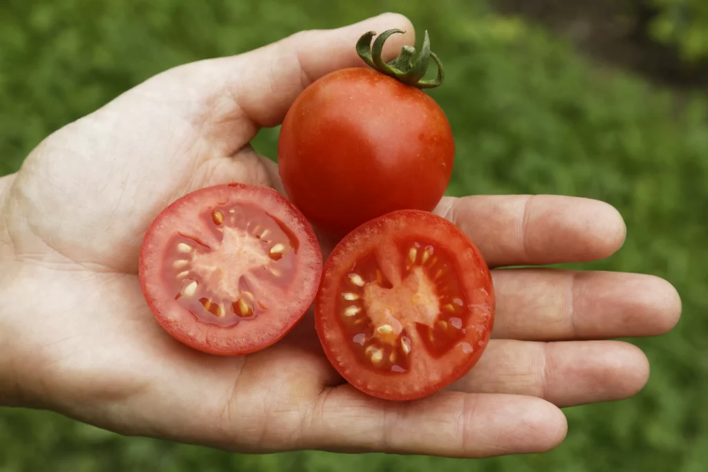 Tomato Culinaris - cultivo, sabor e uso
