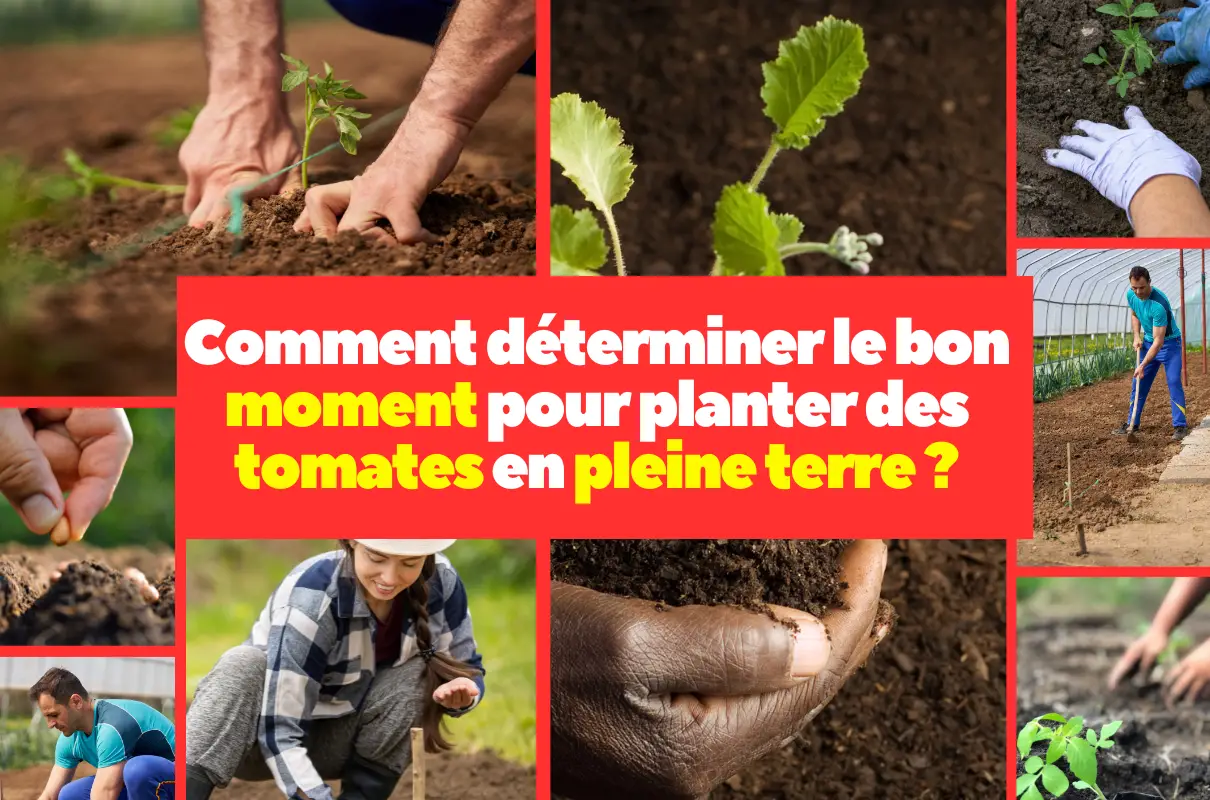 Comment déterminer le bon moment pour planter des tomates en pleine terre
