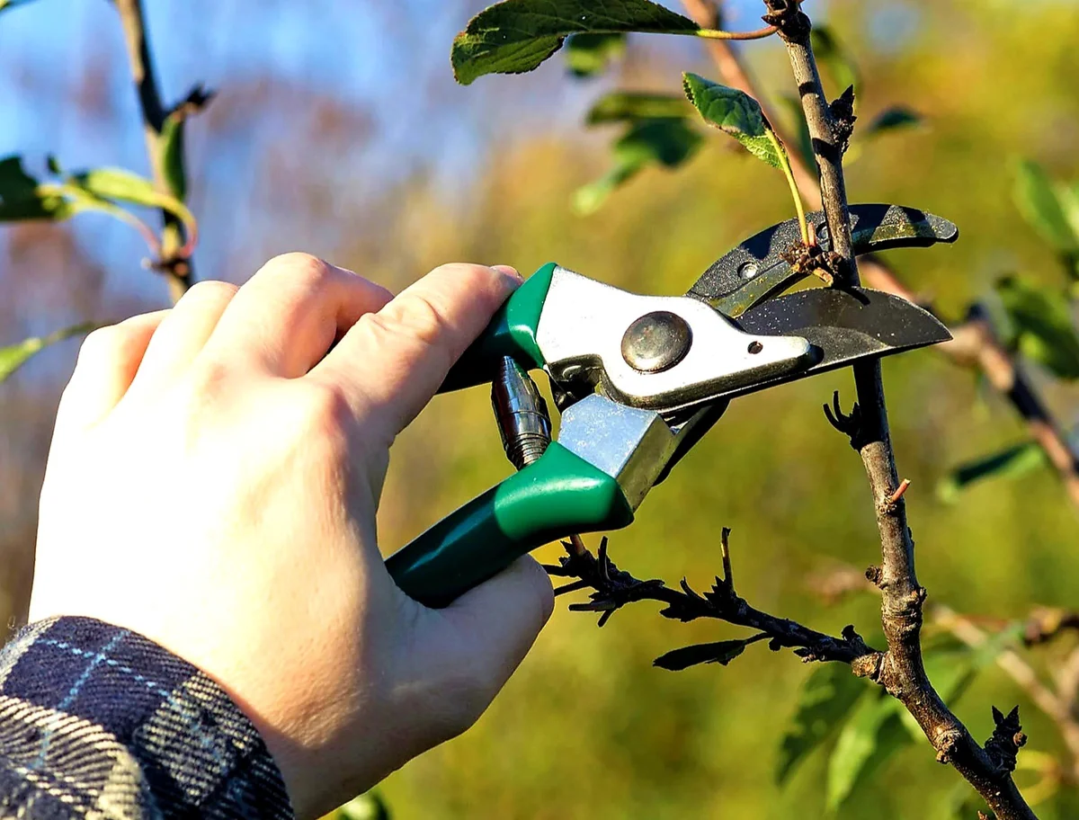 Baumchirurgie: Die geheime Kunst, Bäume zum Blühen zu bringen - nur für ...