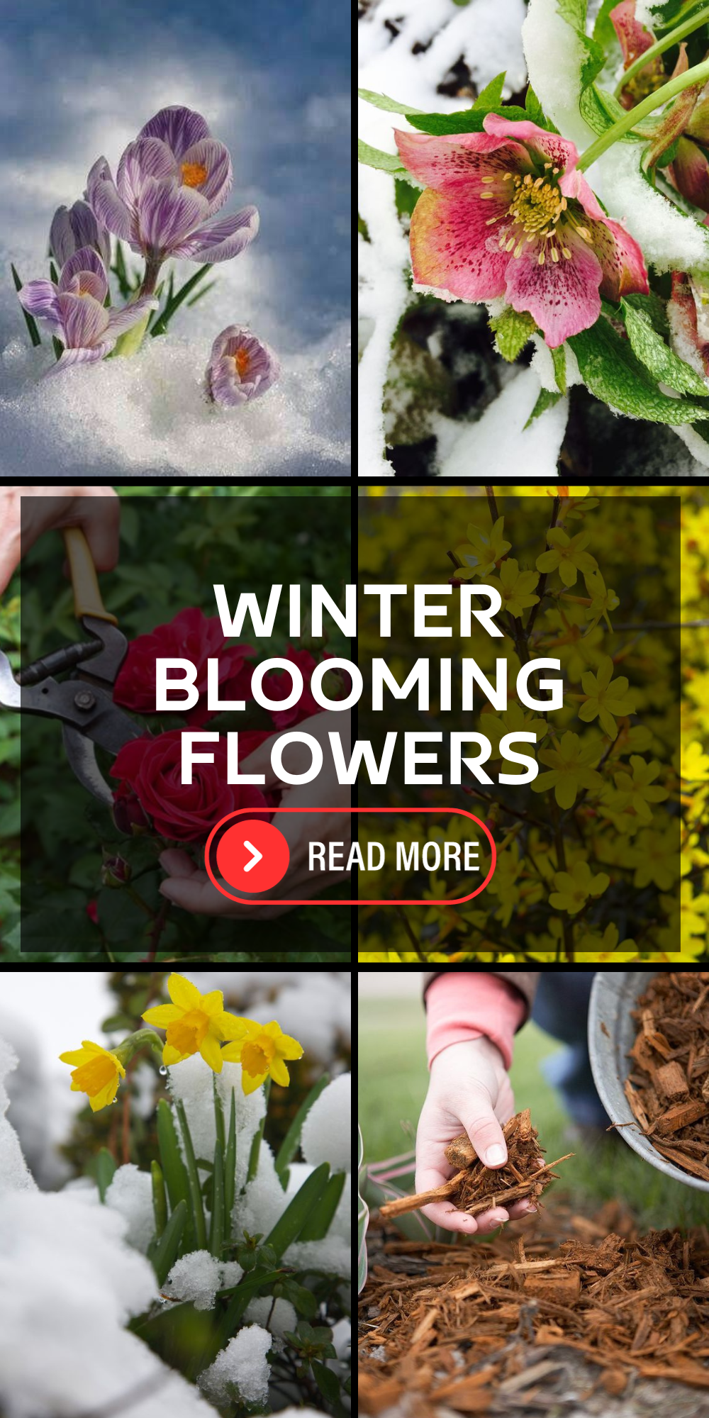 Transform Your Garden with Winter Blooming Flowers and Plants
