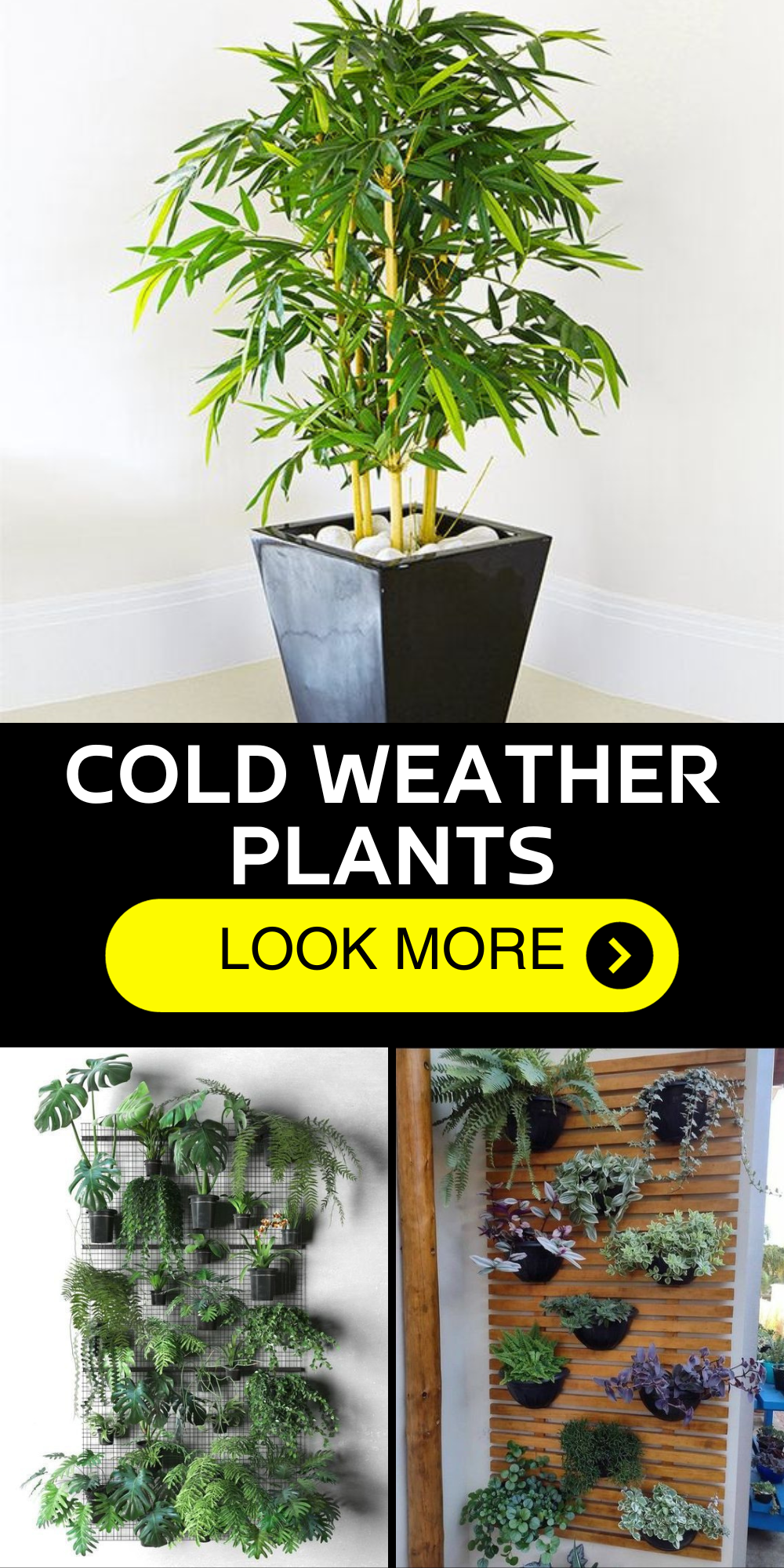Discover Cold Weather Plants: Expert Tips for Winter Gardening