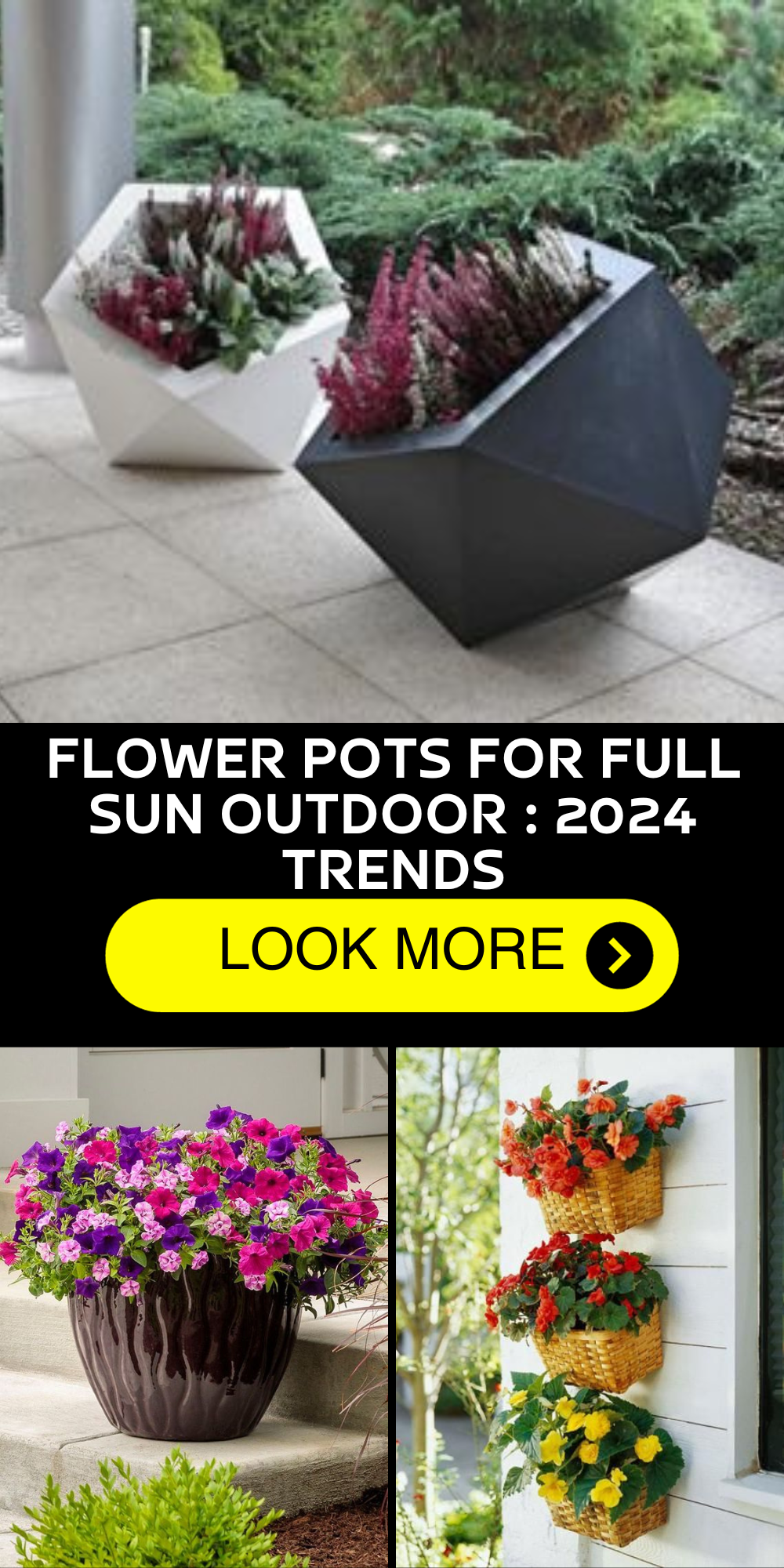 Full Sun Flower Pots 2024: Expert Tips for Thriving Gardens | DIY Ideas ...